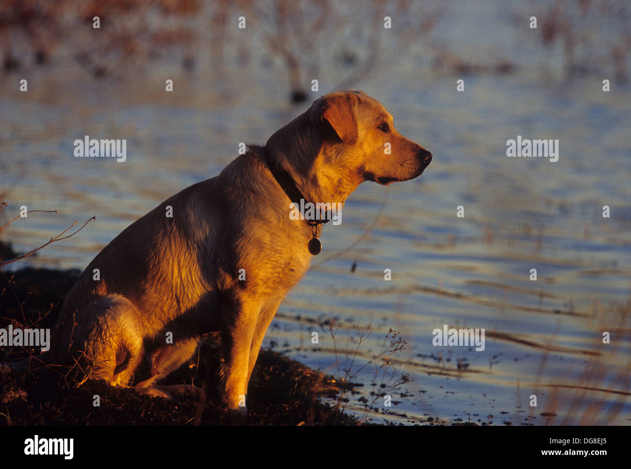 Yellow Labrador Retriever dog watching for ducks while duck hunting ...