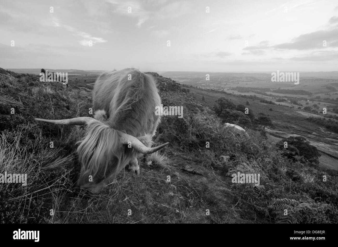 Highland Cattle grazing at sunset in the Peak District Stock Photo - Alamy