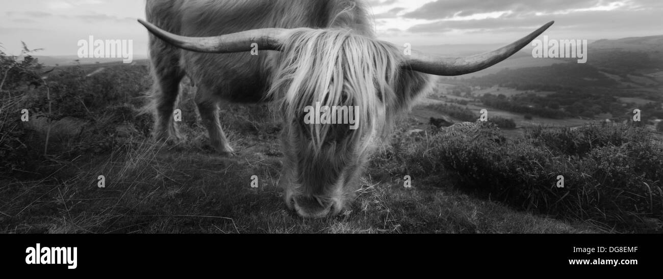 Highland Cattle grazing at sunset in the Peak District Stock Photo - Alamy