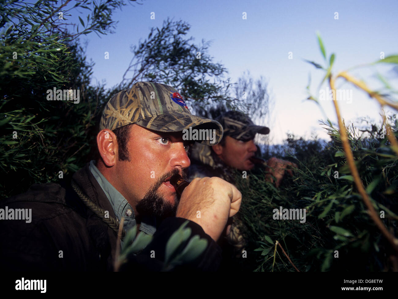 Two duck hunters calling ducks from their blind on the bay near ...