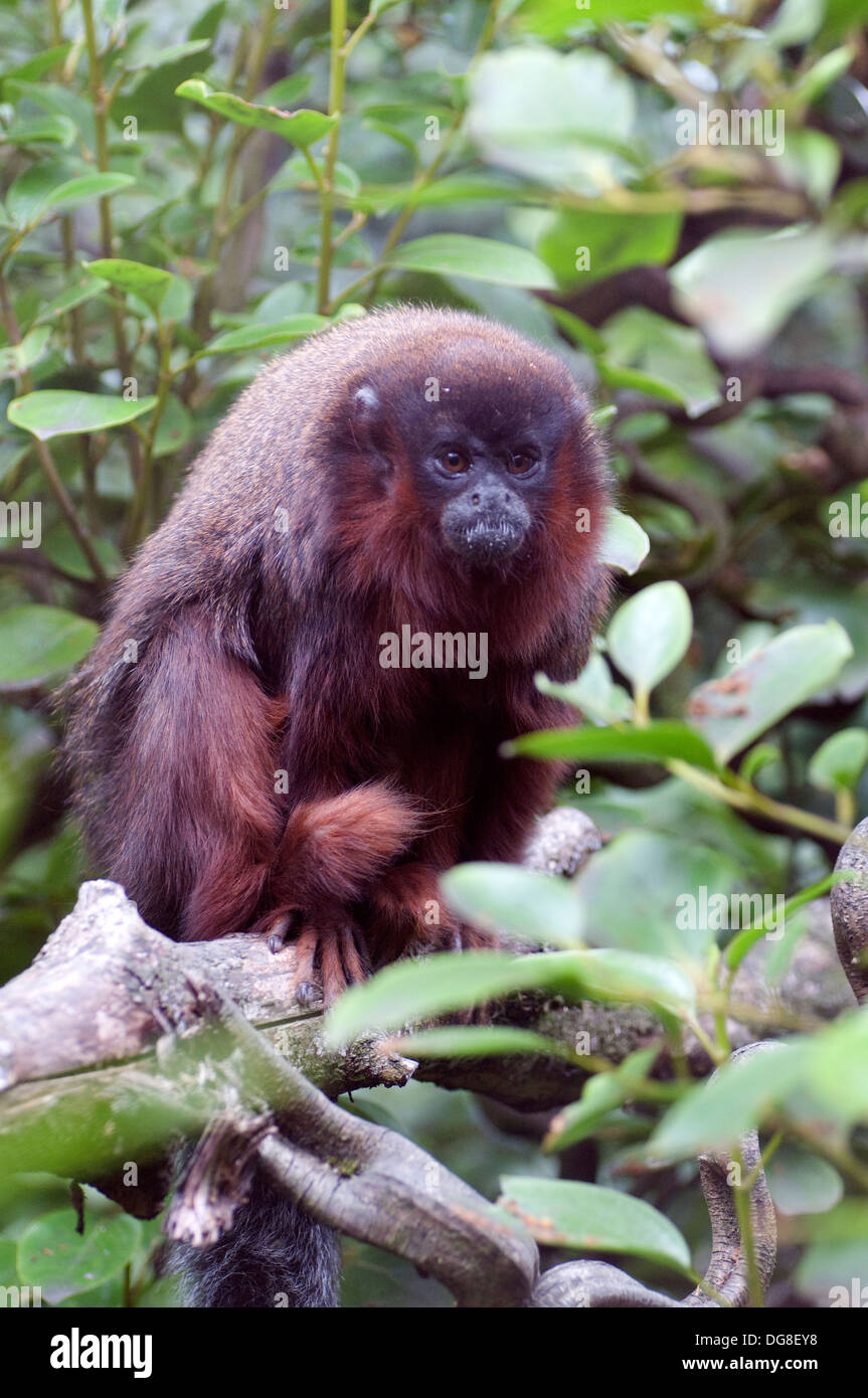 Rare exotic miniature red brown (golden) monkey in Bristol Zoo Bristol ...