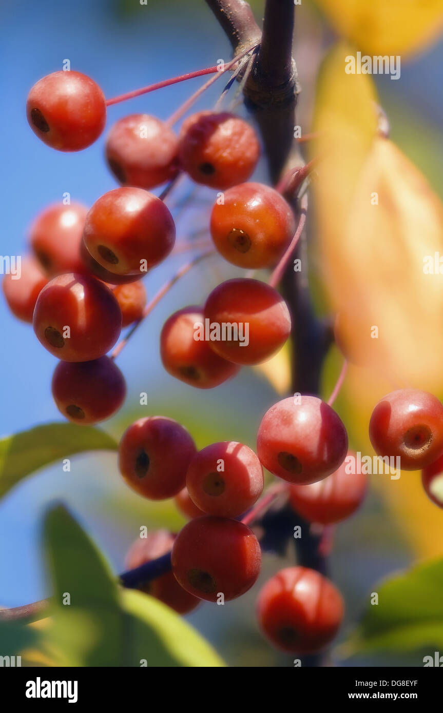Crabapples. Malus coronaria, Pyrus coronaria. October 2007, Maryland ...