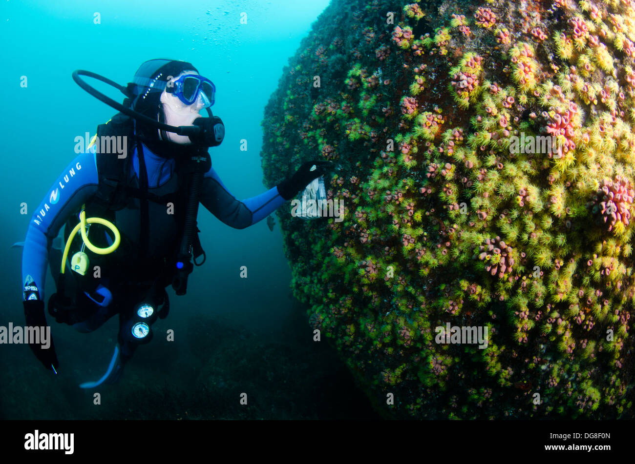 Scuba diver close to invader alien sun coral at Buzios island, Ilhabela ...