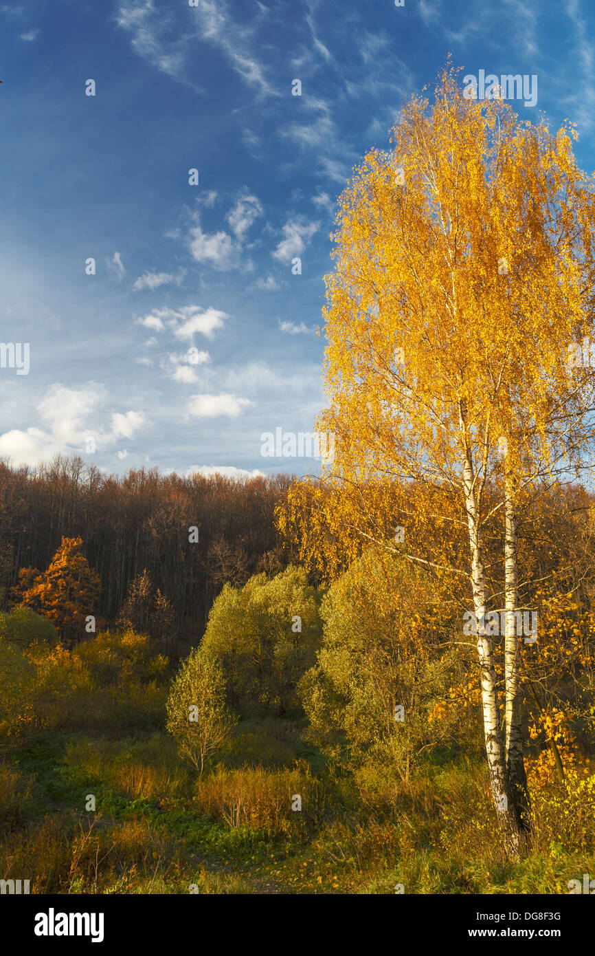 Golden trees hi-res stock photography and images - Alamy