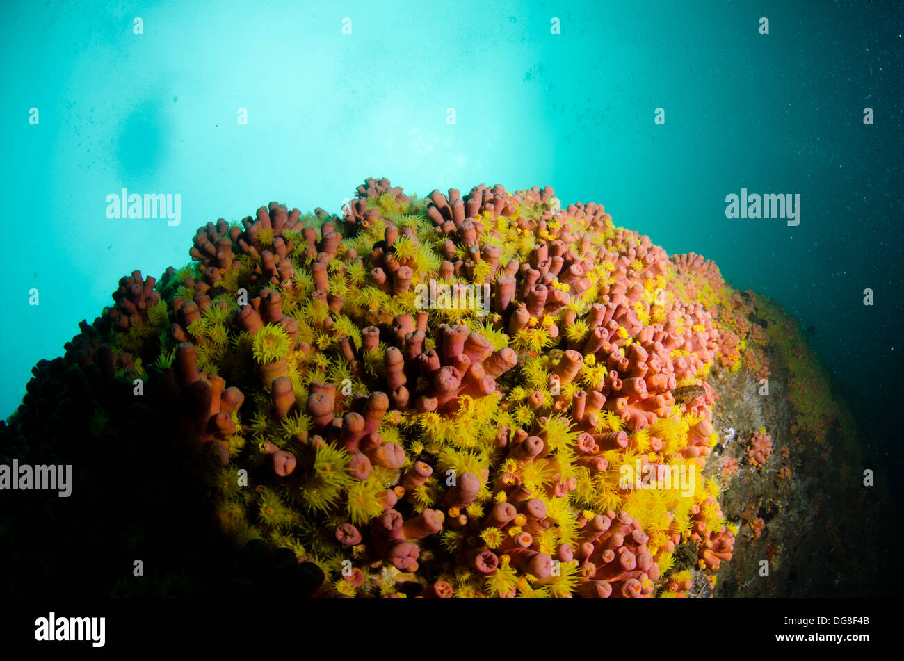 Sun Coral Tubastrea tagusensis invader coral at Buzios island, North ...