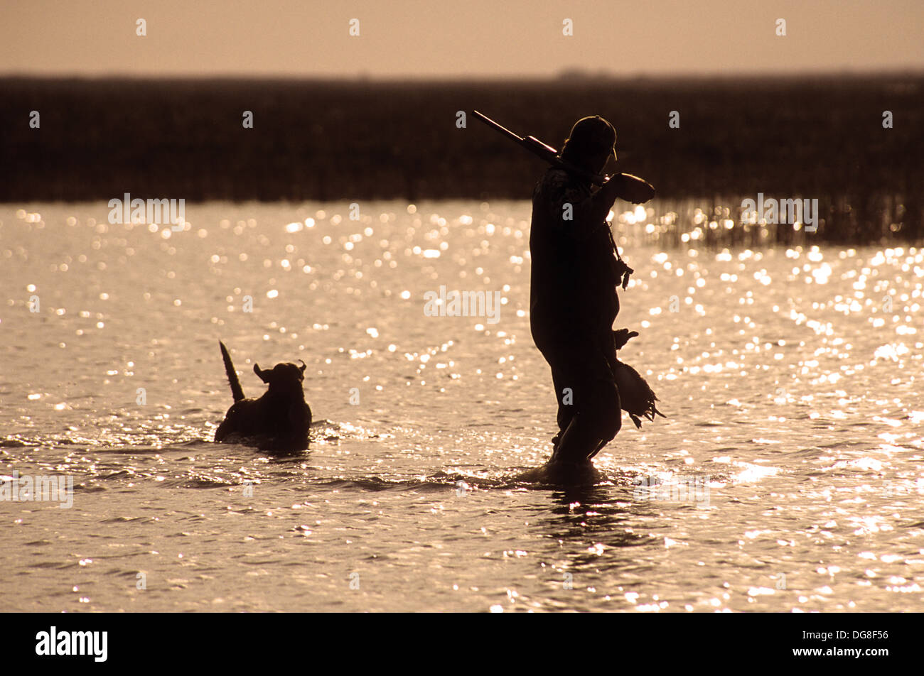 A duck hunter with his Labrador retriever dog at sunset on the bay near ...