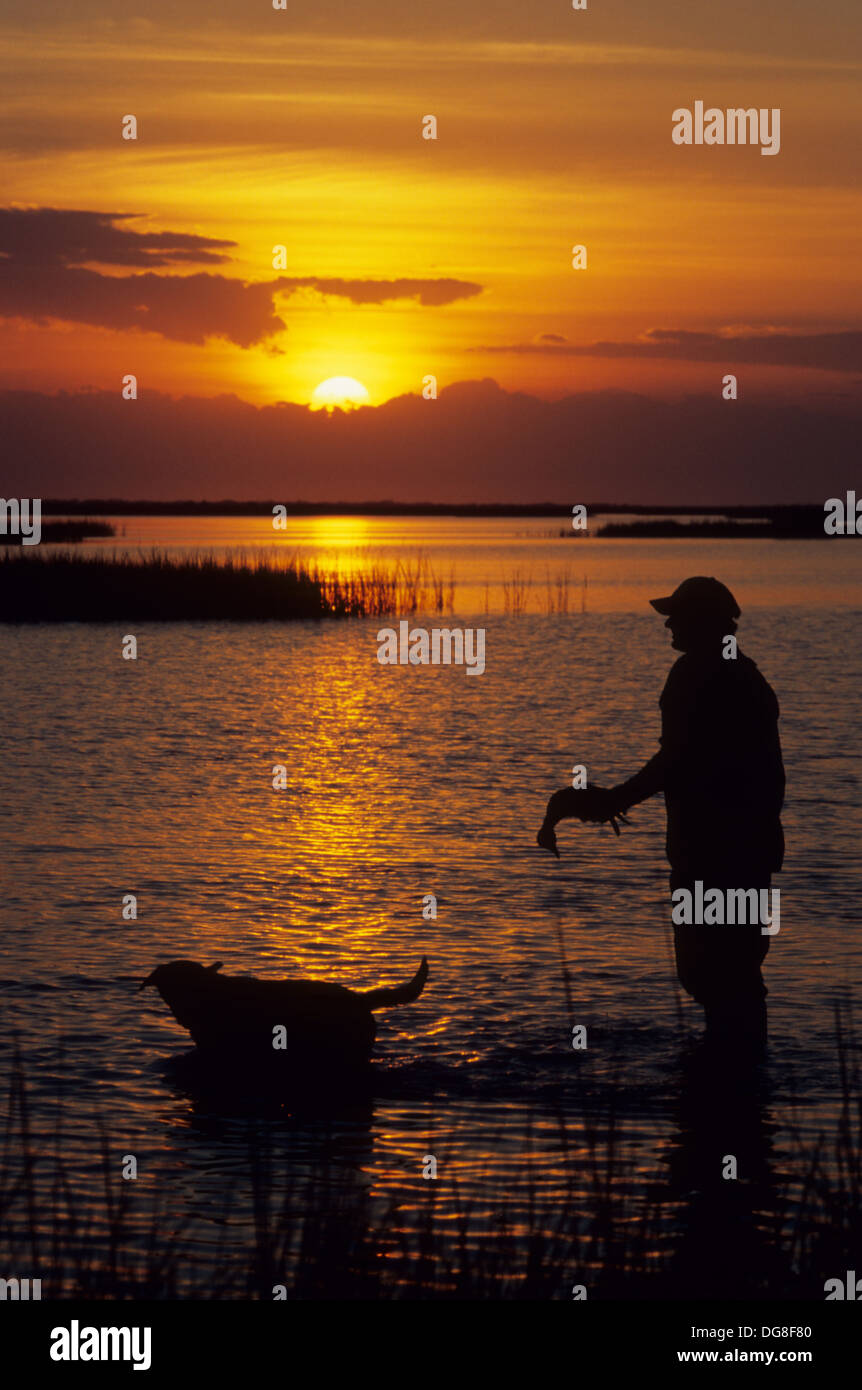Labrador holding duck hi-res stock photography and images - Alamy