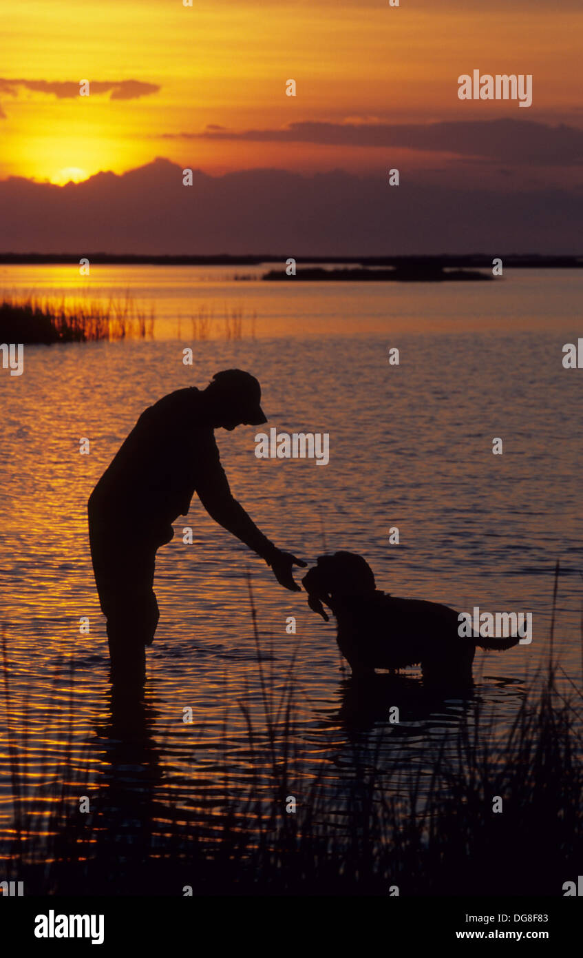 A duck hunter takes a duck from his Labrador retriever dog at sunset on ...