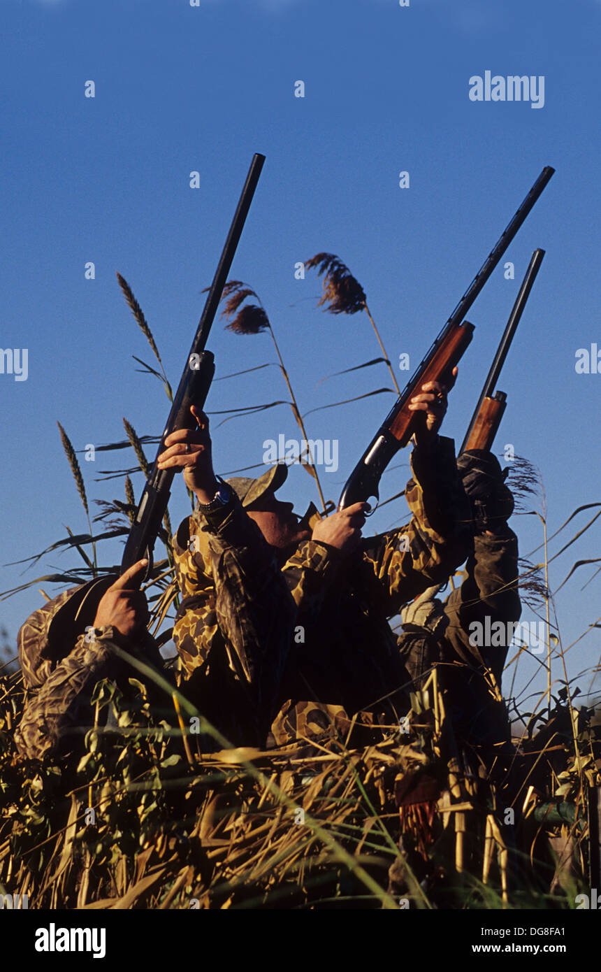 Duck hunters shooting at ducks from their blind while hunting near ...