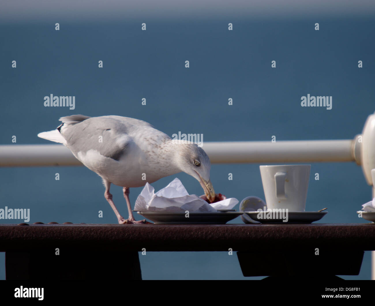 Seagull food hi-res stock photography and images - Alamy