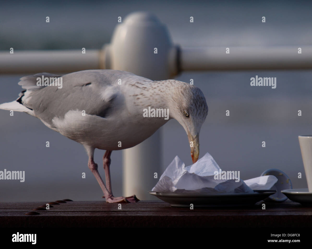 Seagull food hi-res stock photography and images - Alamy