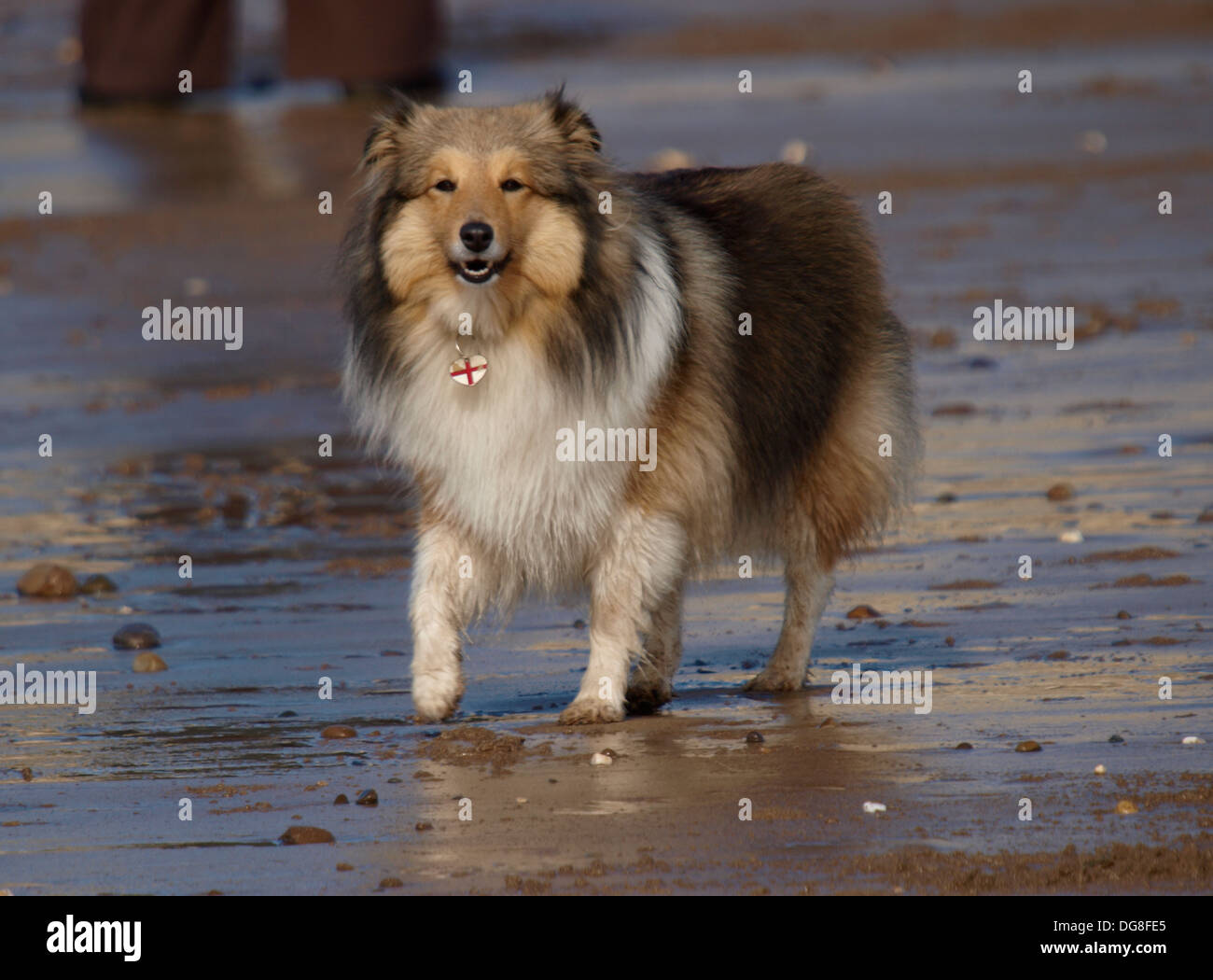 Shetland Sheepdog at the beach, Bude, Cornwall, UK Stock Photo - Alamy