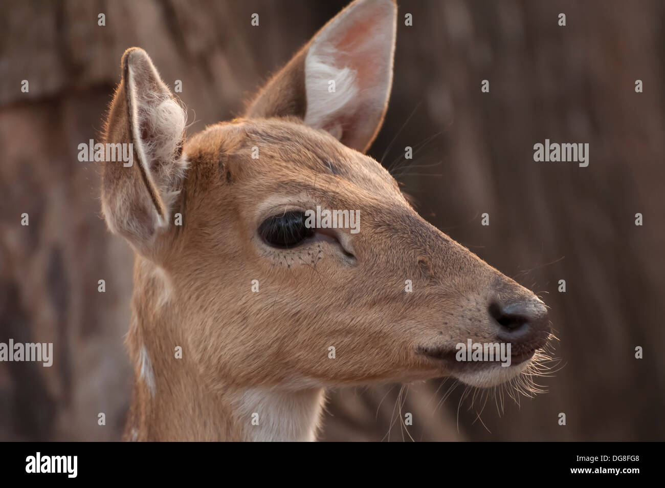 Dear deer hi-res stock photography and images - Alamy