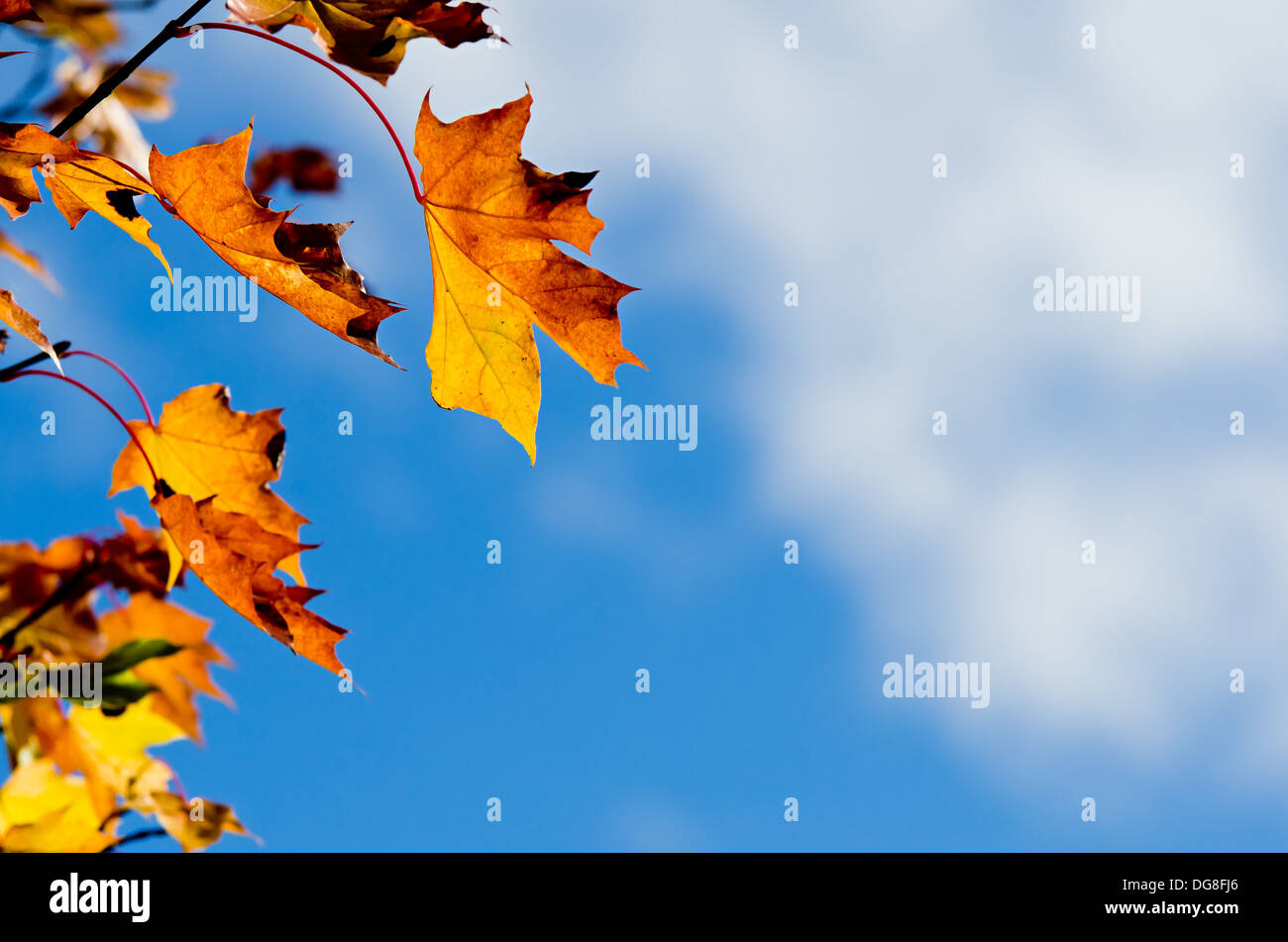 Autumn maple tree leaves on a tree branch blowing against blue sky and ...