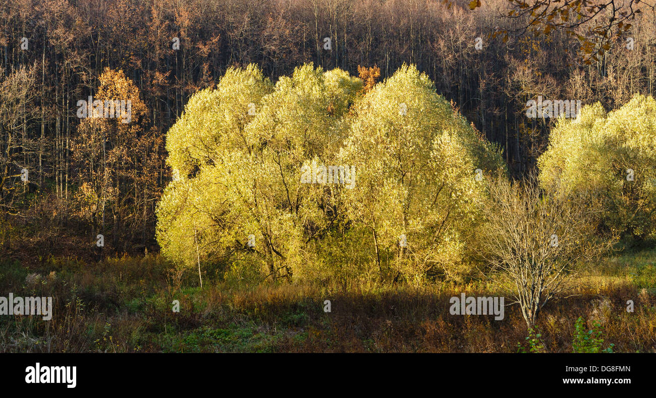 Golden trees hi-res stock photography and images - Alamy