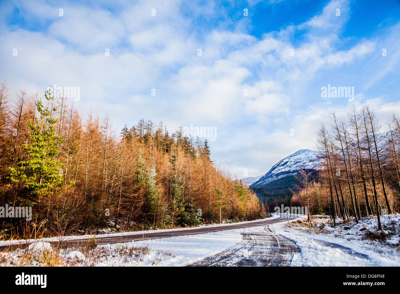 Scottish landscape with forest hi-res stock photography and images - Alamy