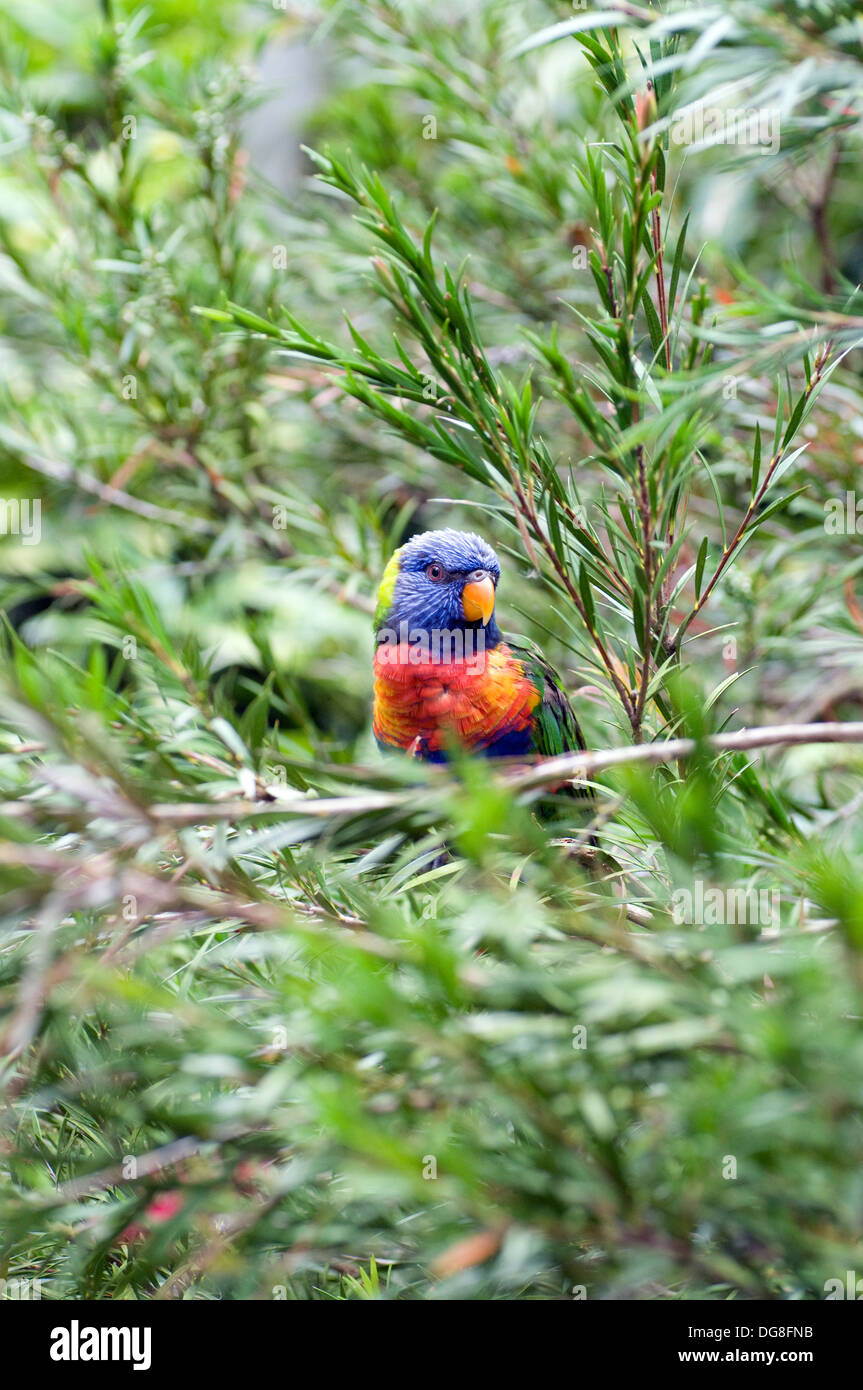 Parqueet. Rainbow Lory Trichoglossus haematodus Indonesia, Australia ...
