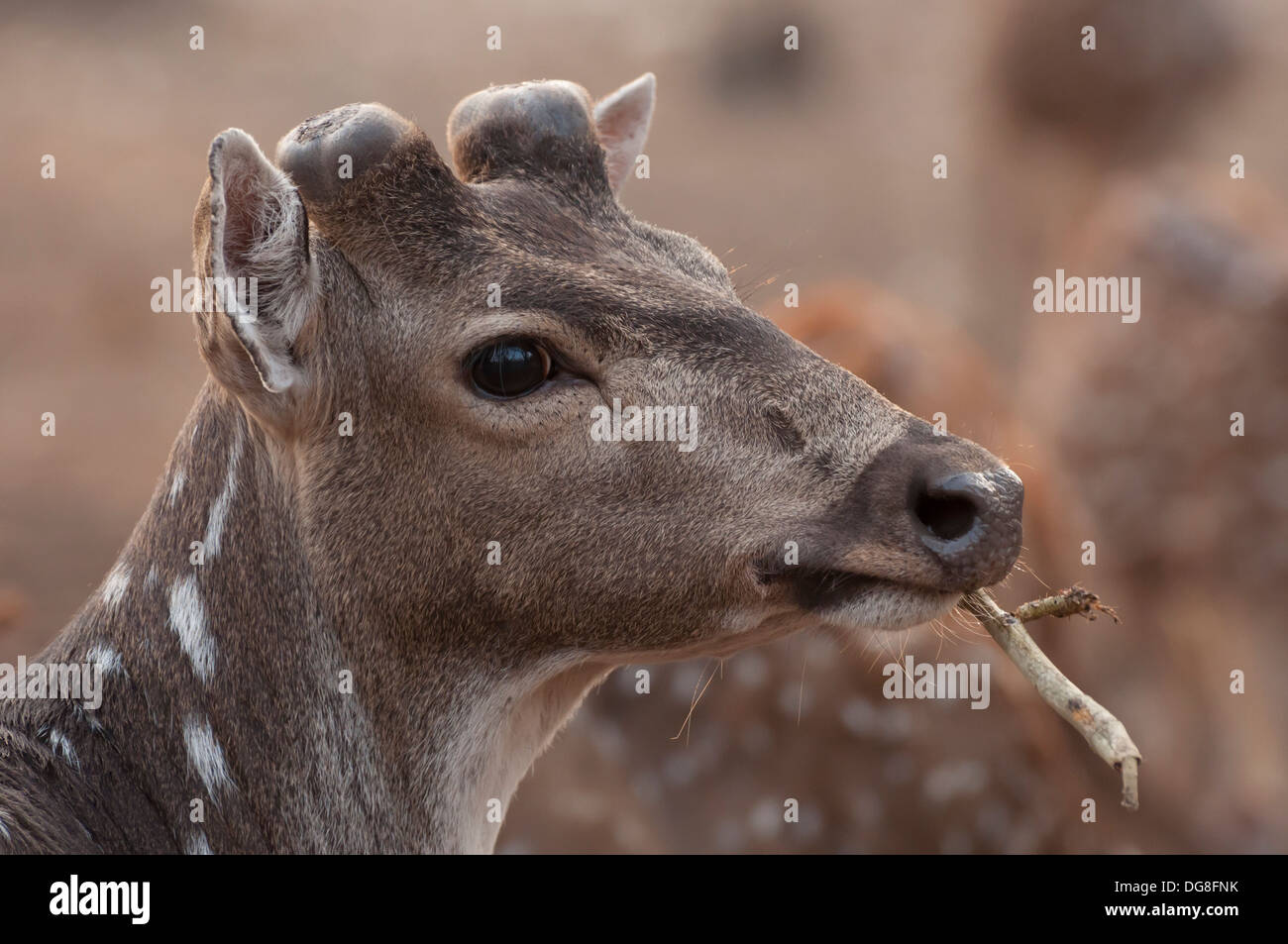 Dear eyes hi-res stock photography and images - Alamy
