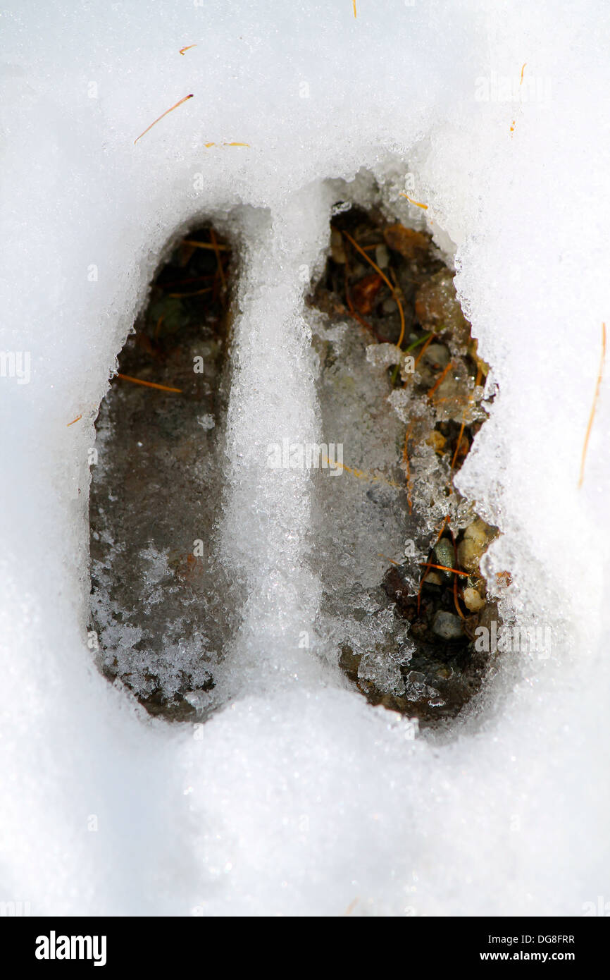 Hoof mark hi-res stock photography and images - Alamy