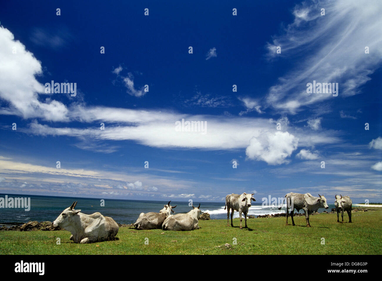 Sumba cow hi-res stock photography and images - Alamy