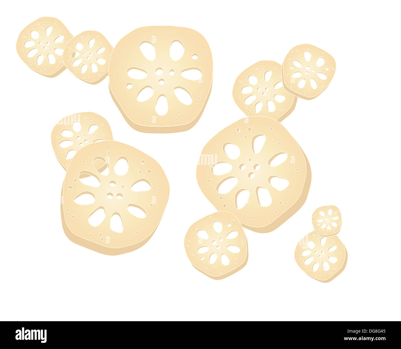 an illustration of sections of lotus root scattered on a white ...