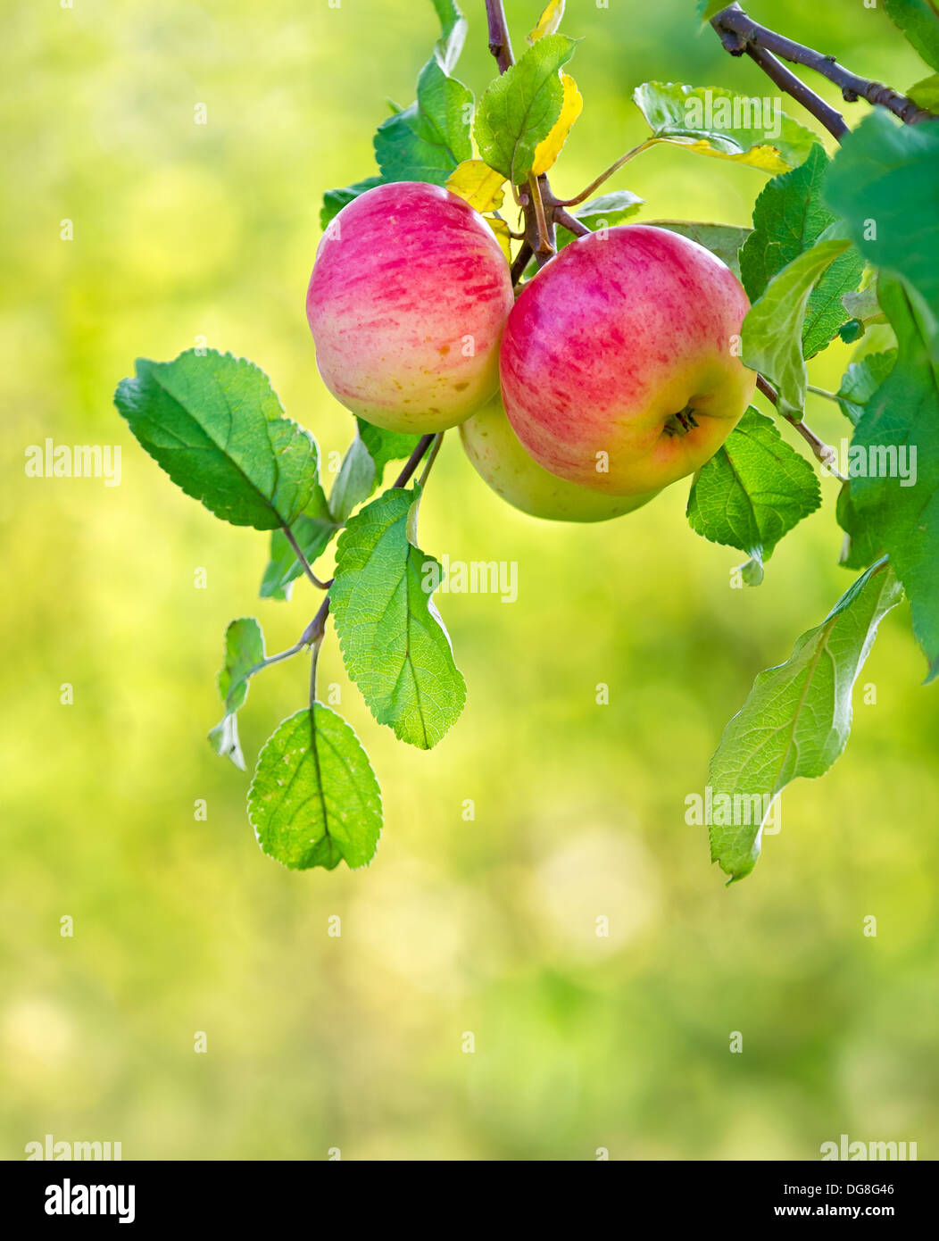 Apple fruits growing on an apple tree branch. Natural green and yellow ...