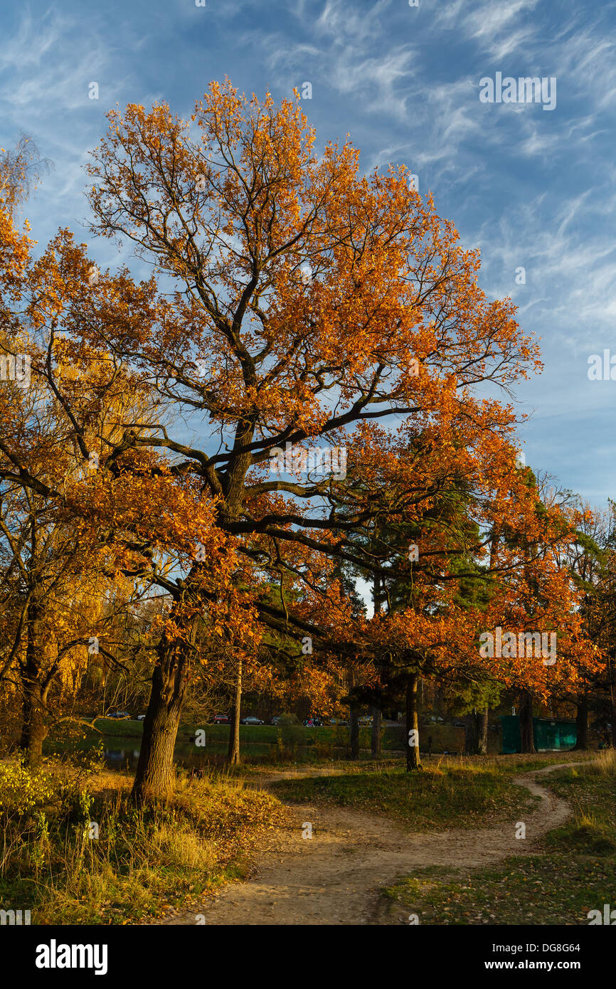 Oak yellow leaves hi-res stock photography and images - Alamy