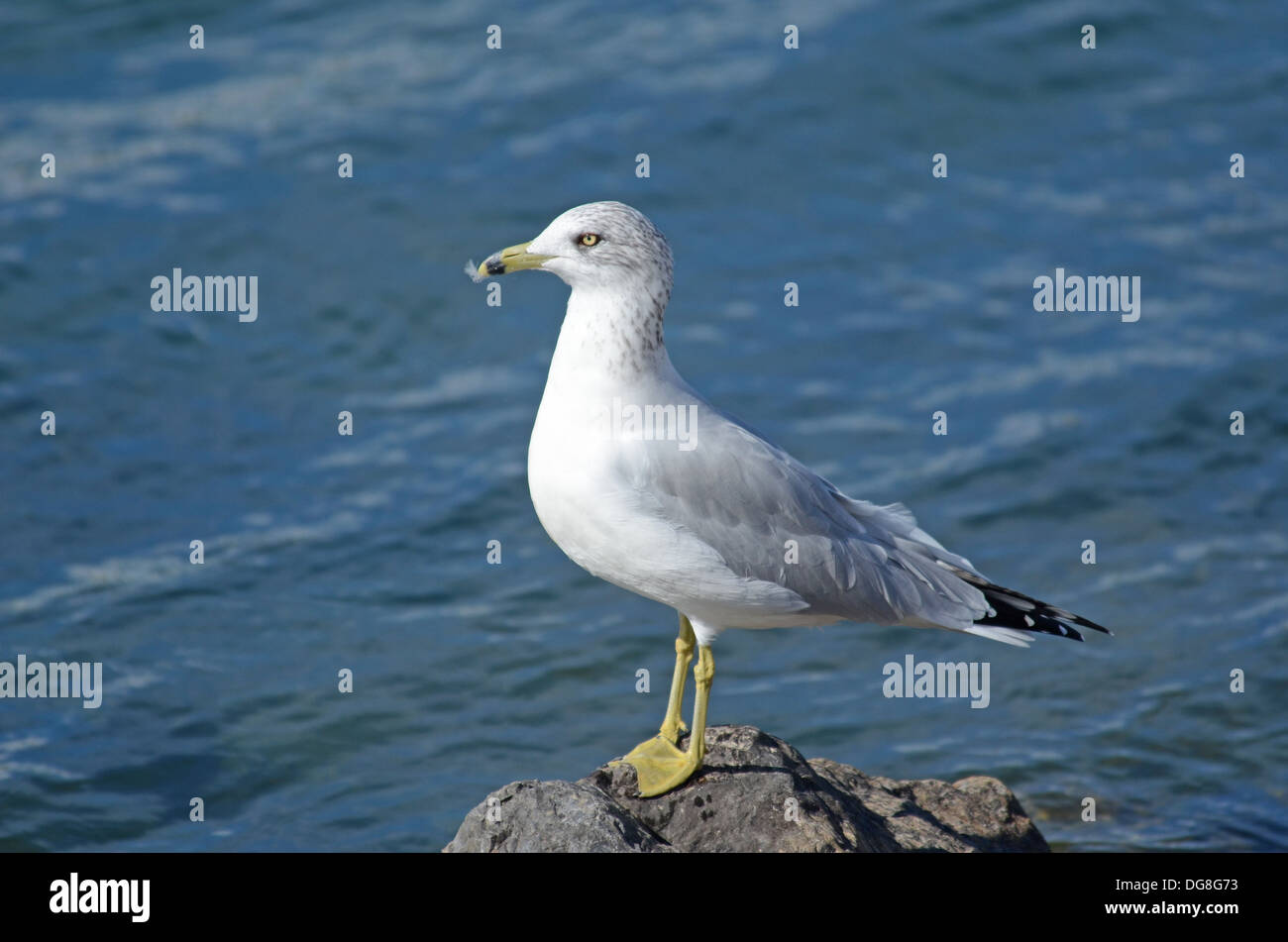 Ring legs are yellow billed hi-res stock photography and images - Alamy