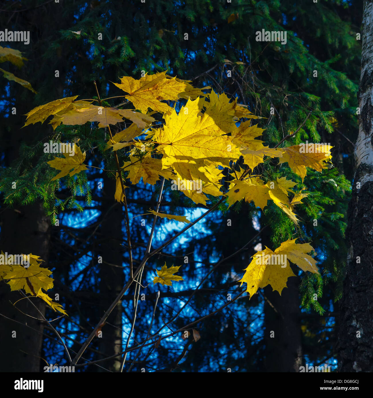 Leaves of fall season hi-res stock photography and images - Alamy