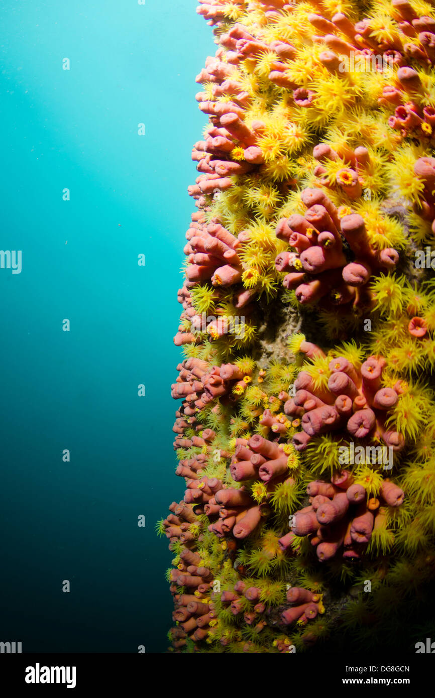 Sun Coral Tubastrea tagusensis invader coral at Buzios island, North ...
