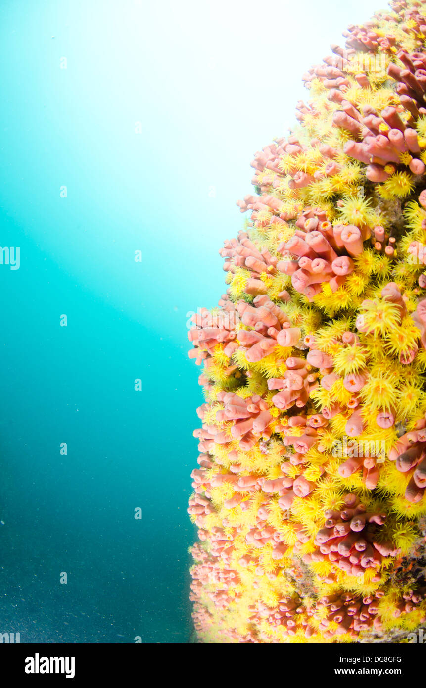 Sun Coral Tubastrea tagusensis invader coral at Buzios island, North ...