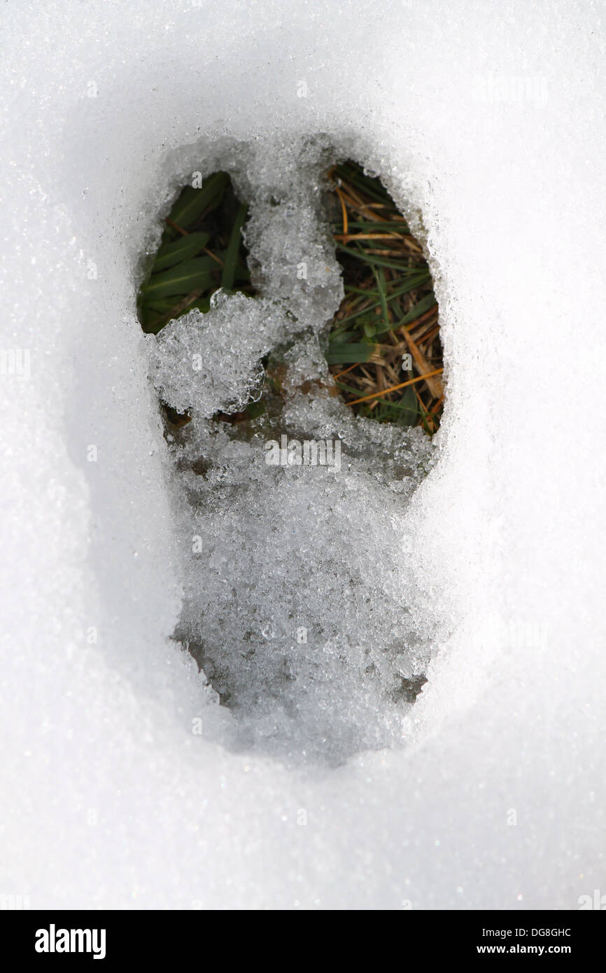 Hoof mark hi-res stock photography and images - Alamy