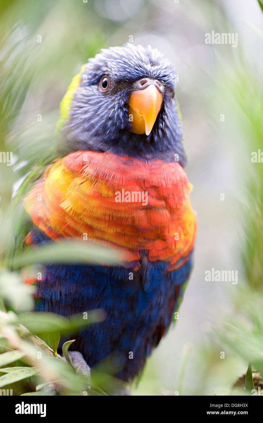 Parqueet. Rainbow Lory Trichoglossus haematodus Indonesia, Australia ...