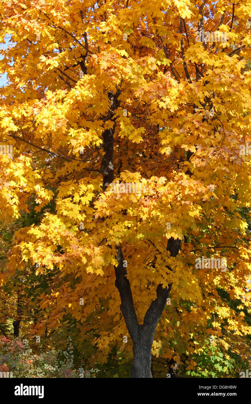 maple tree in park at fall Stock Photo - Alamy