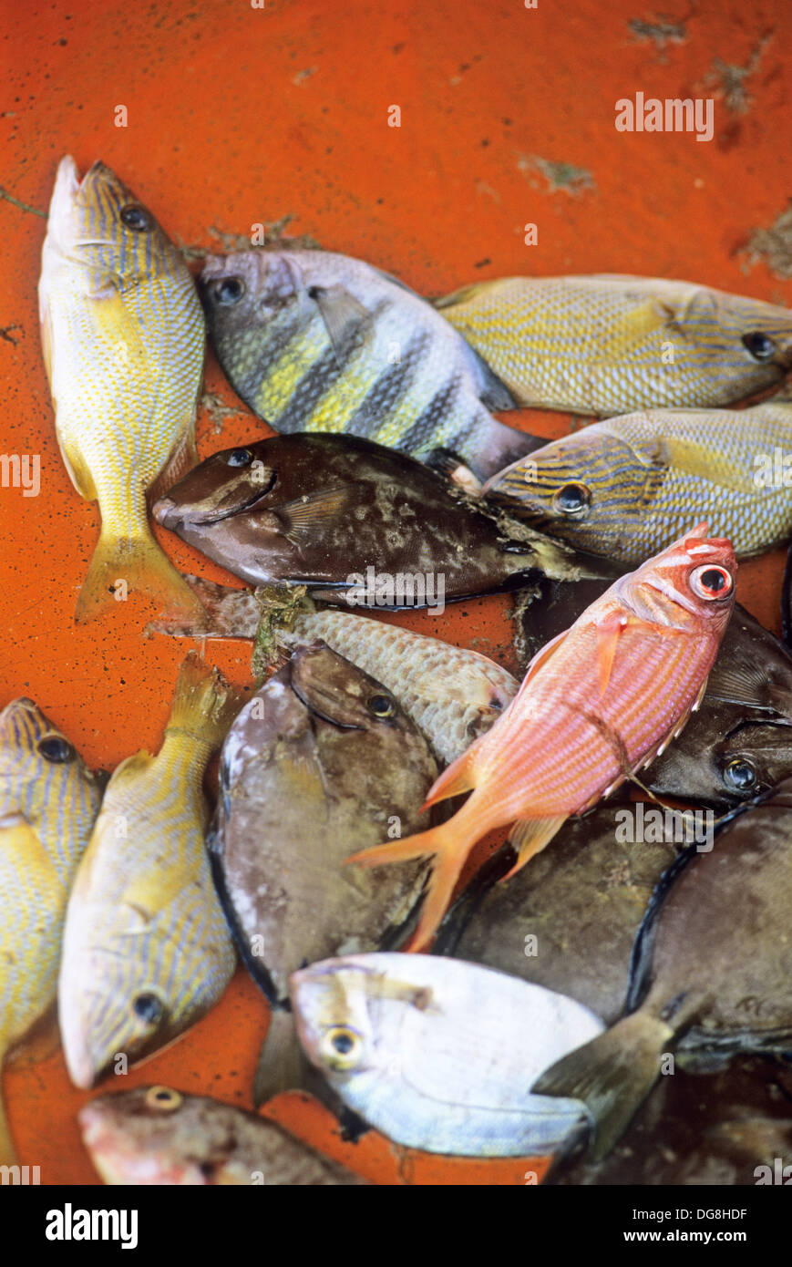 Poissons de la mer hi-res stock photography and images - Alamy