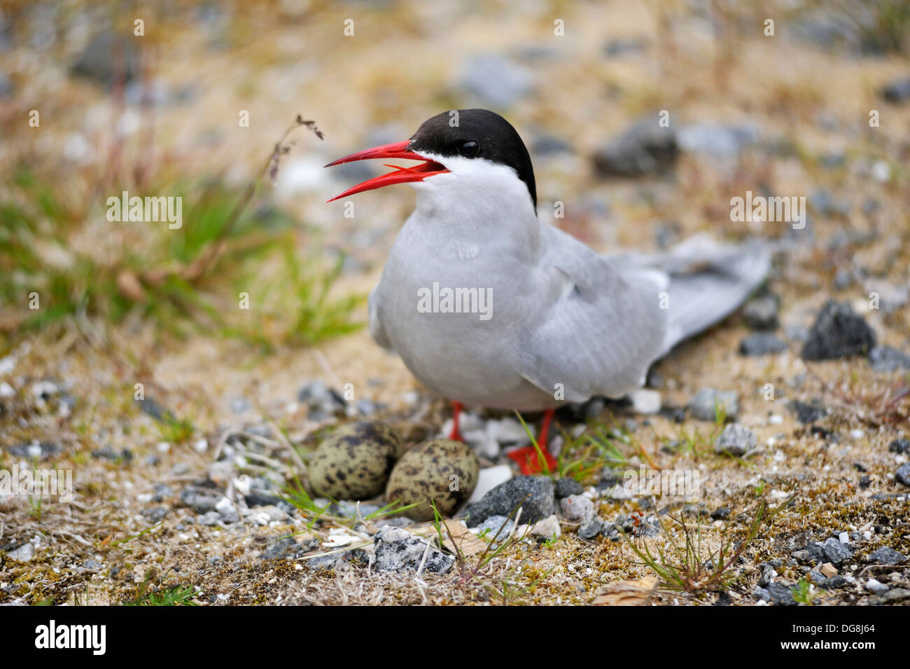 Sterna paradisaea sitting on its nest hi-res stock photography and images - Alamy
