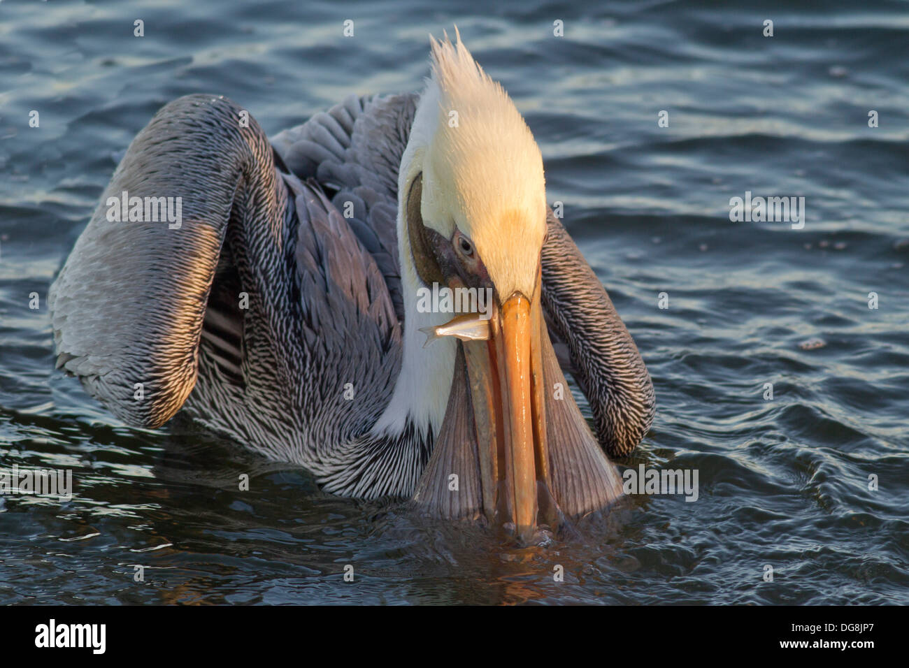 Brown Pelican with fish in it's bill and it's pouch full of water ...