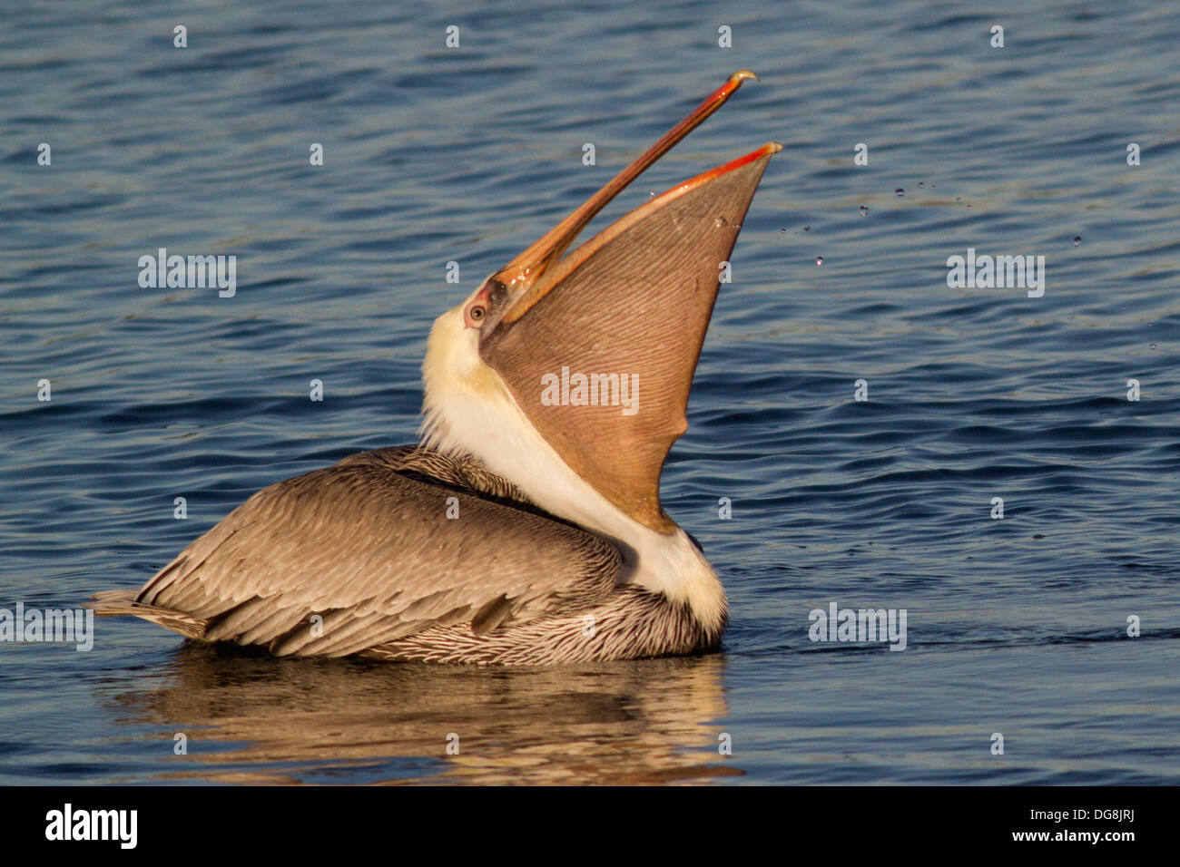 Pelican pouch fish hi-res stock photography and images - Alamy