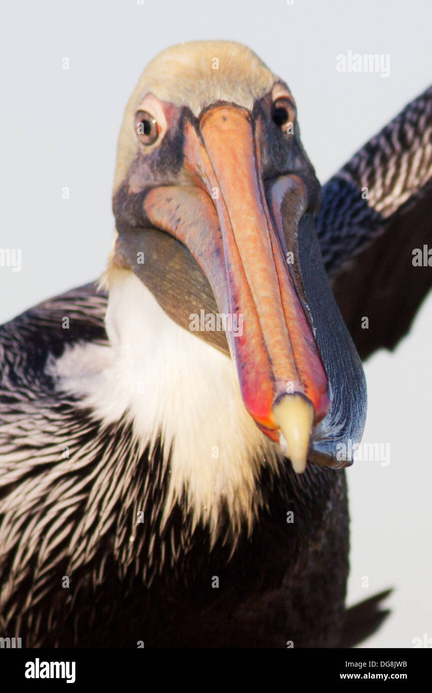 Brown pelican in breeding colors hi-res stock photography and images ...