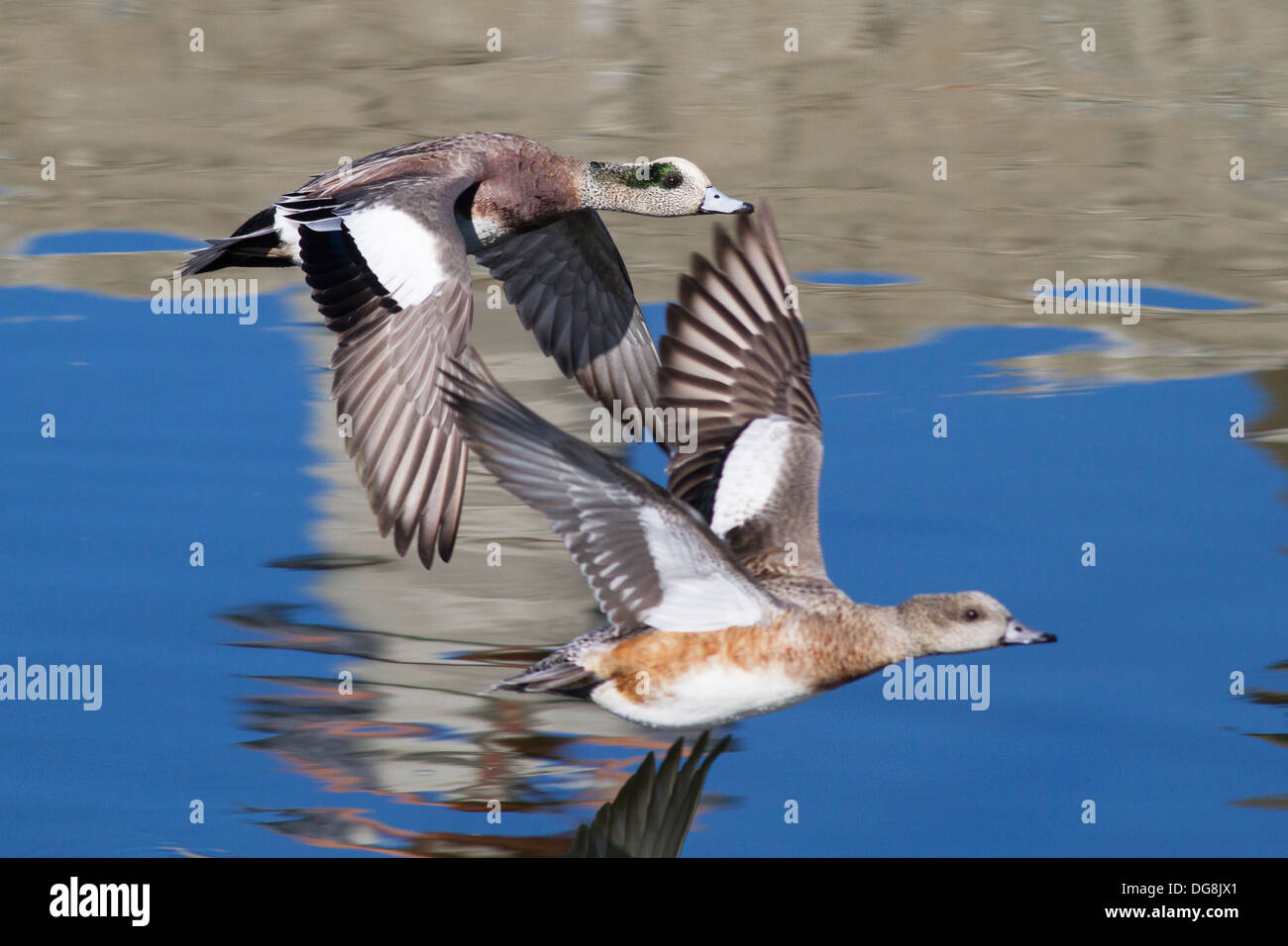 Pair of American Wigeon Ducks in flight, male and female.(Anas ...