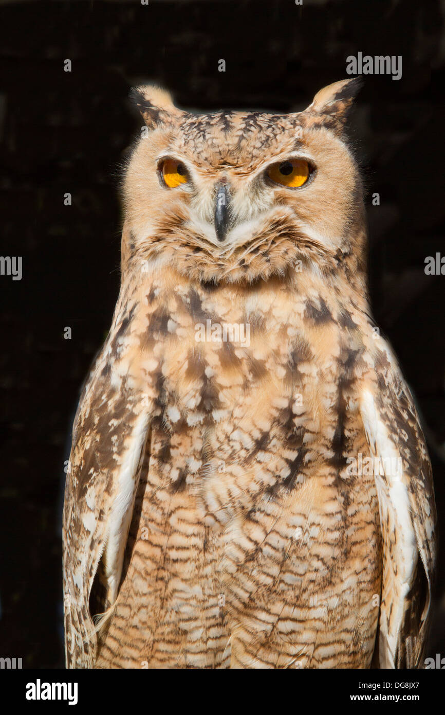 Spotted Eagle Owl .(Bubo africanus).native of Africa Stock Photo - Alamy