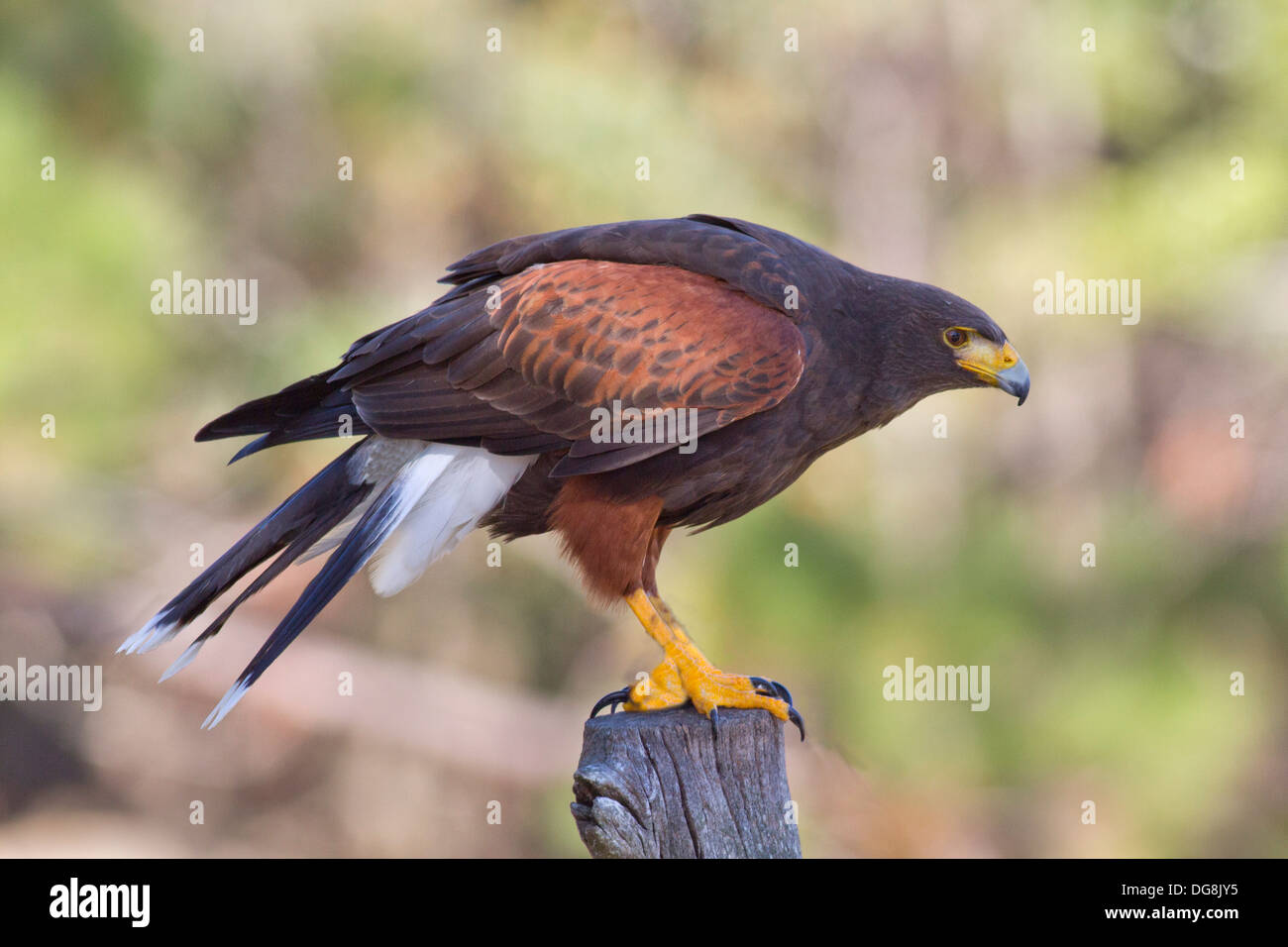 Baja california species hi-res stock photography and images - Alamy
