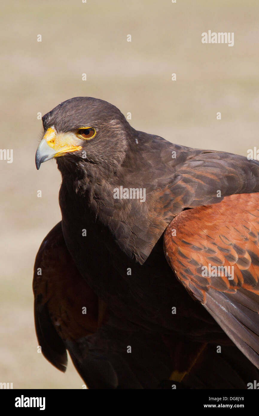 Harris's Hawk closeup.(Parabuteo unicinctus).Baja California,Mexico ...