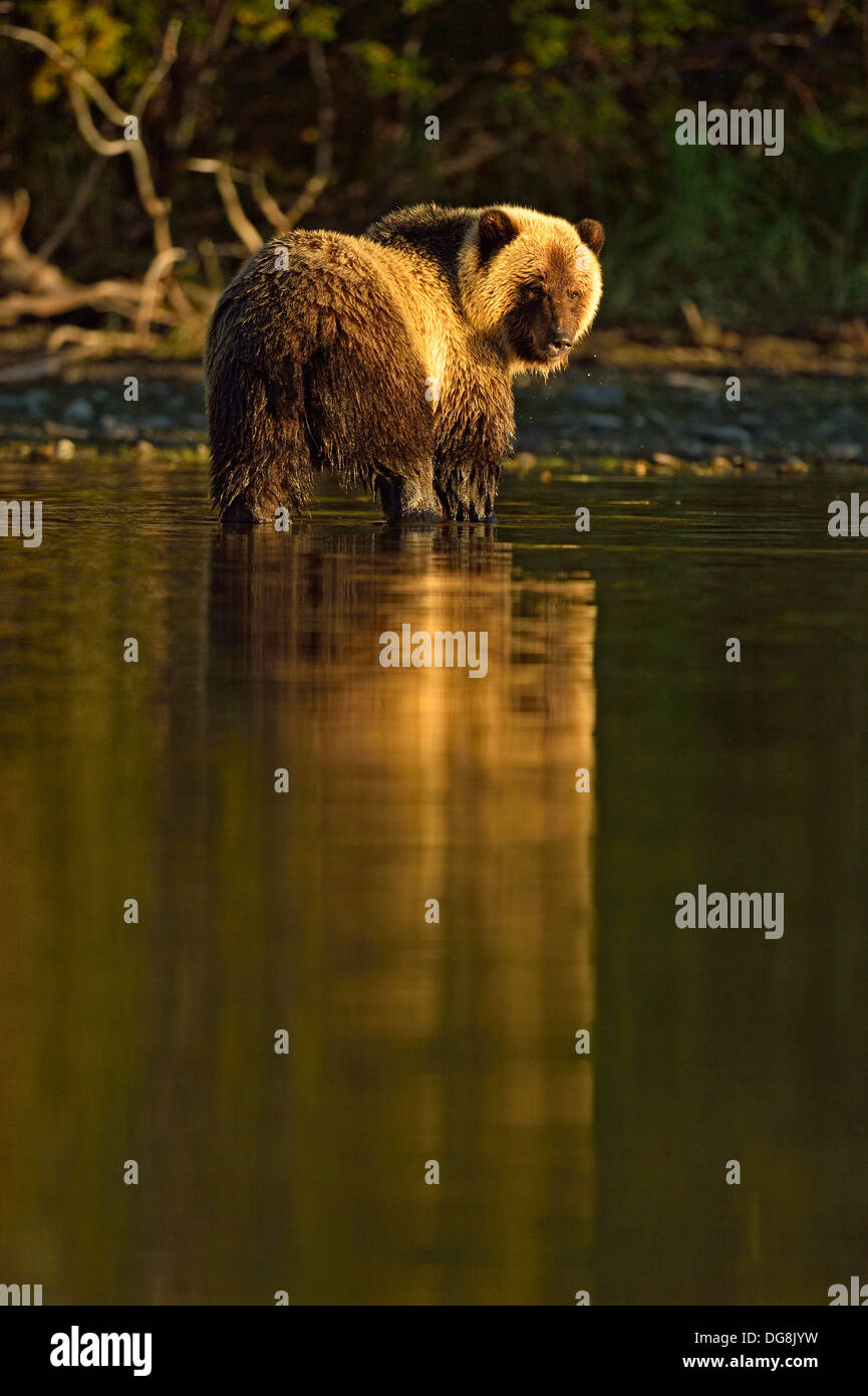 Yearling cubs hunting hi-res stock photography and images - Alamy