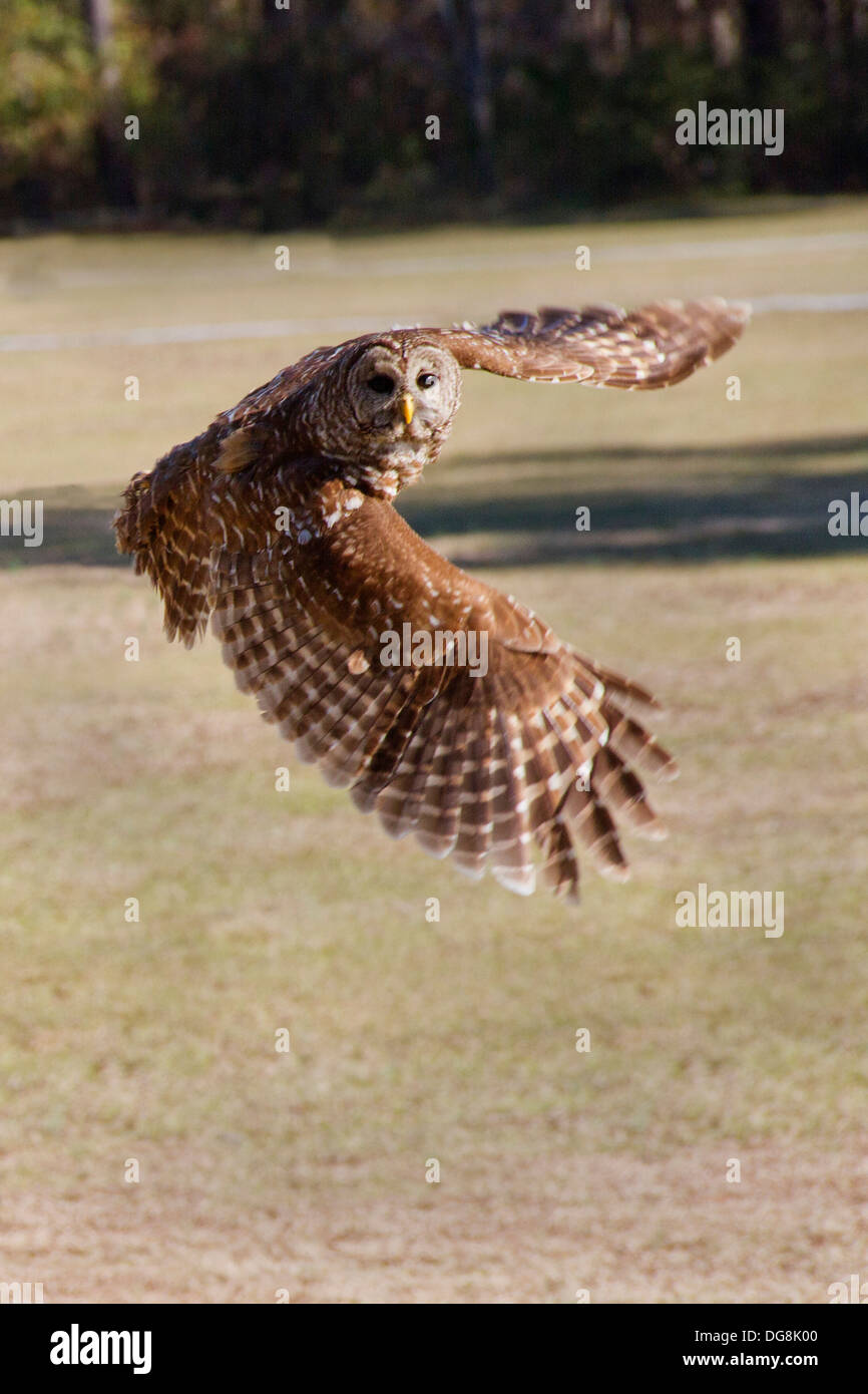 Strix bird species hi-res stock photography and images - Alamy