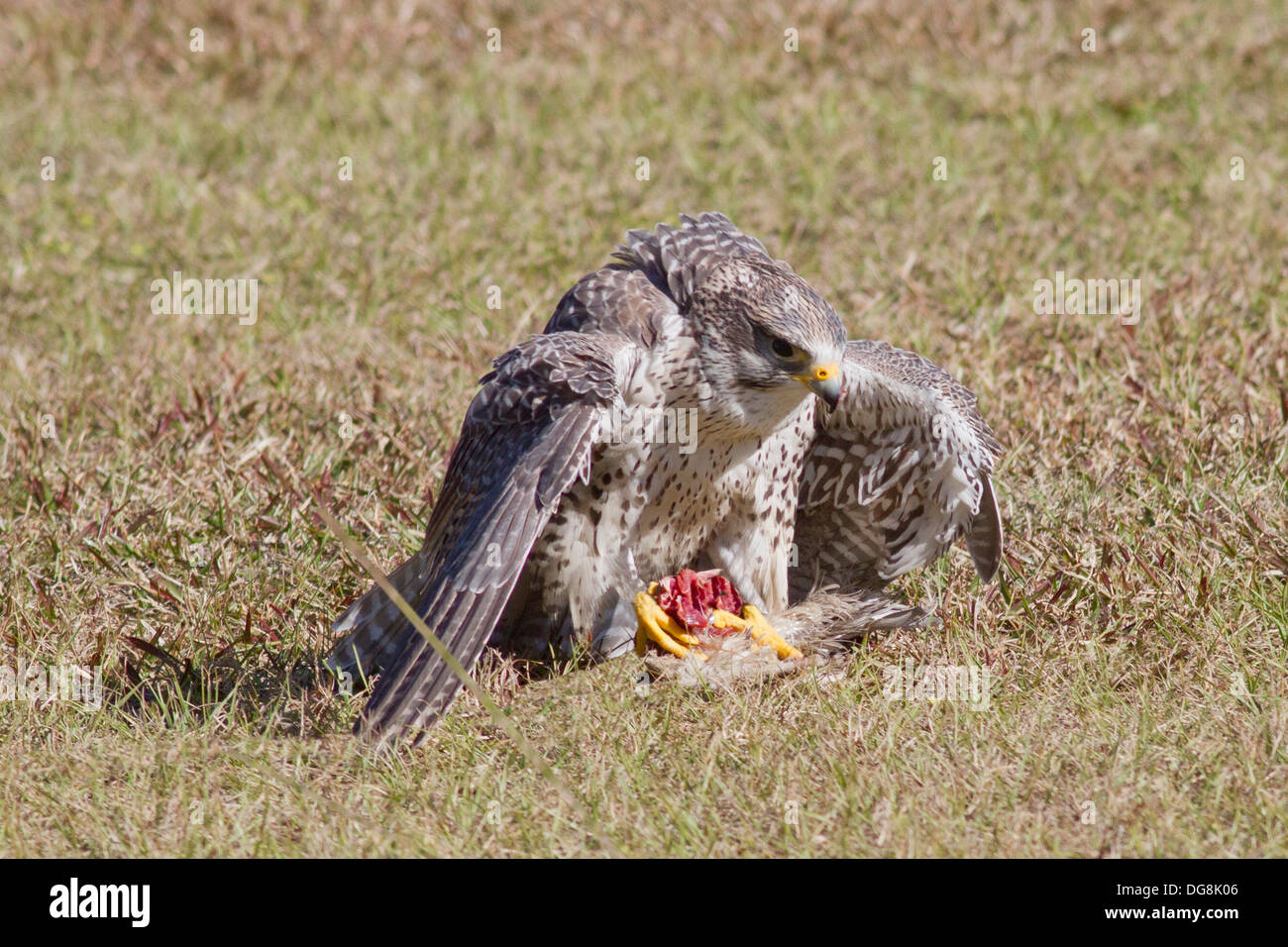 Falco rusticolus eat hi-res stock photography and images - Alamy