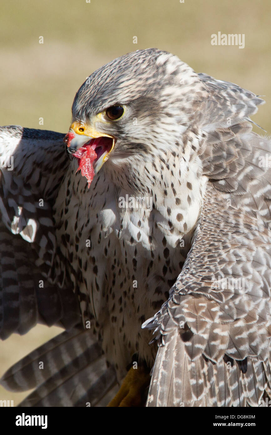Gyrfalcon eating it's kill-closeup.(Falco rusticolus).native of northrn ...