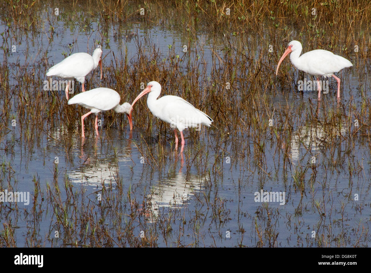 Flock of White Ibis feeding.(Eudocimus albus).Okefenokee National ...