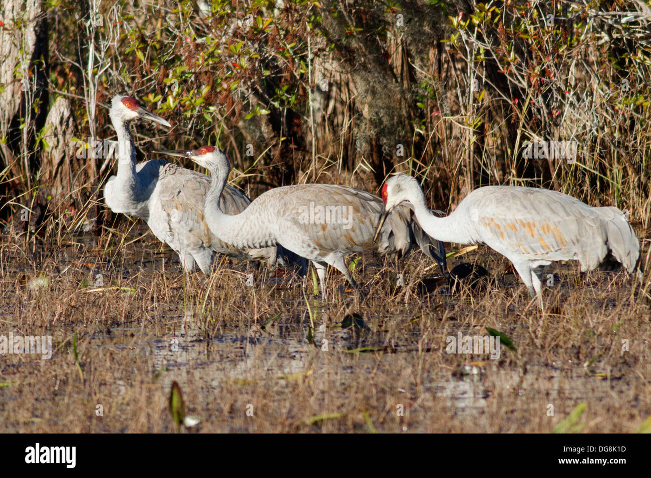 Okefenokee Swamp Animals