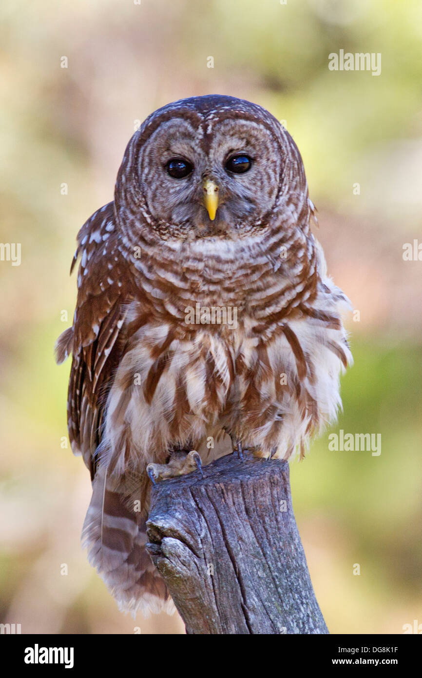 Barred Owl .(Strix varia).rural South Carolina Stock Photo - Alamy